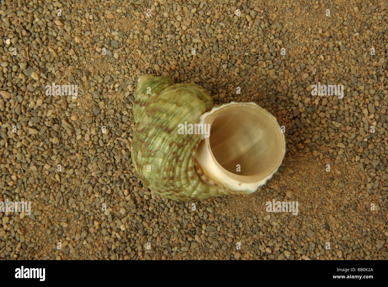 The silver mouthed turban - Turbo argyrostomos (=T setosus Stock Photo ...