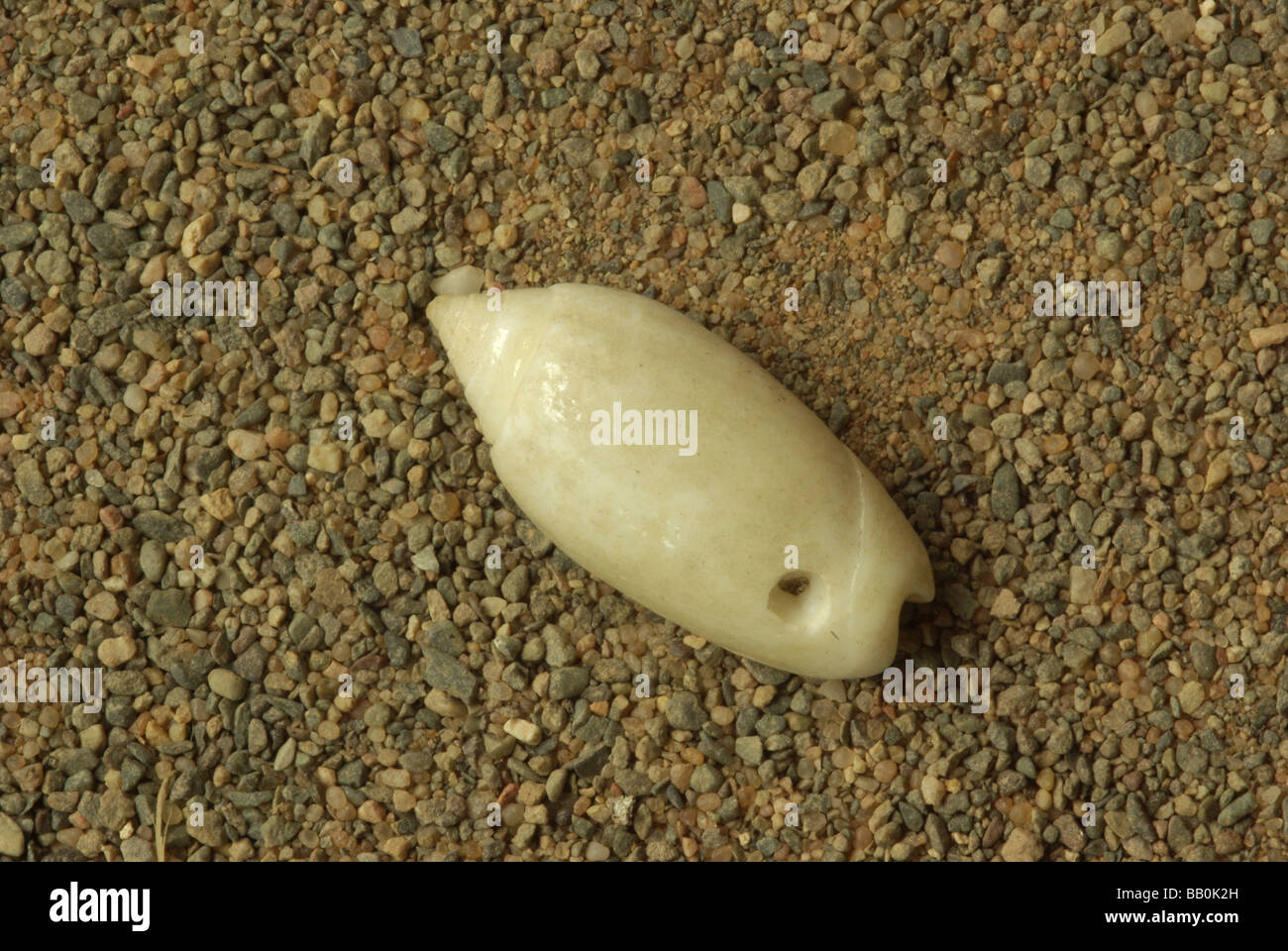 Oliva reticularis hi-res stock photography and images - Alamy
