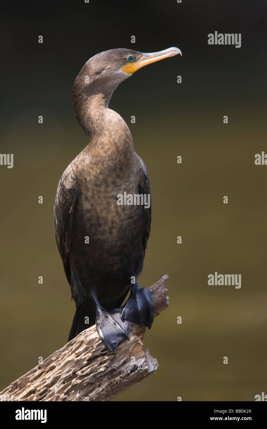 Immature Neotropic Cormorant (Phalacrocorax brasilianus) perched on a ...