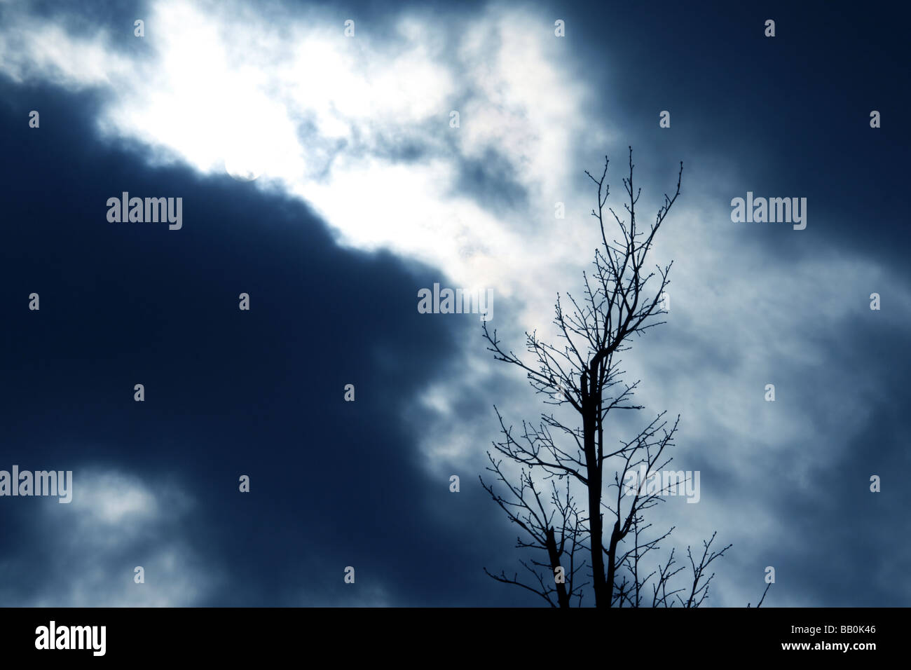 one single bare tree branches and dark moody sky Stock Photo - Alamy