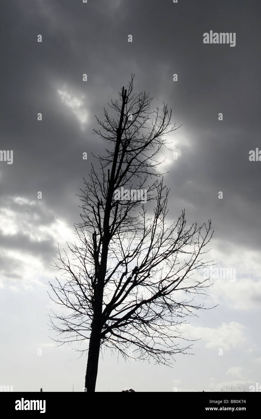 one single bare tree branches and dark moody sky Stock Photo - Alamy