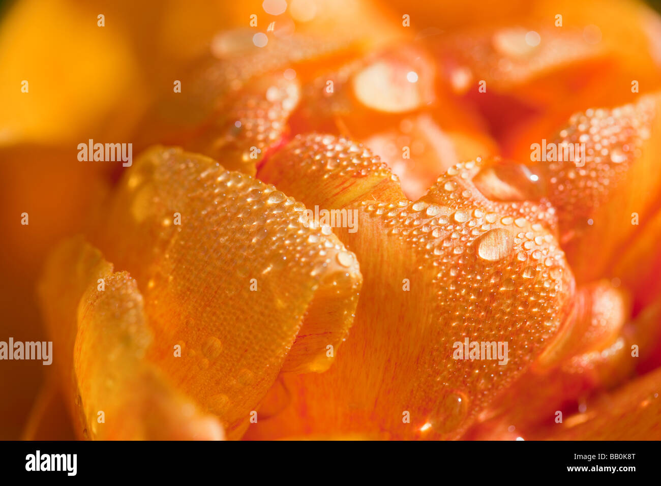 Orange tulip rain water hi-res stock photography and images - Alamy