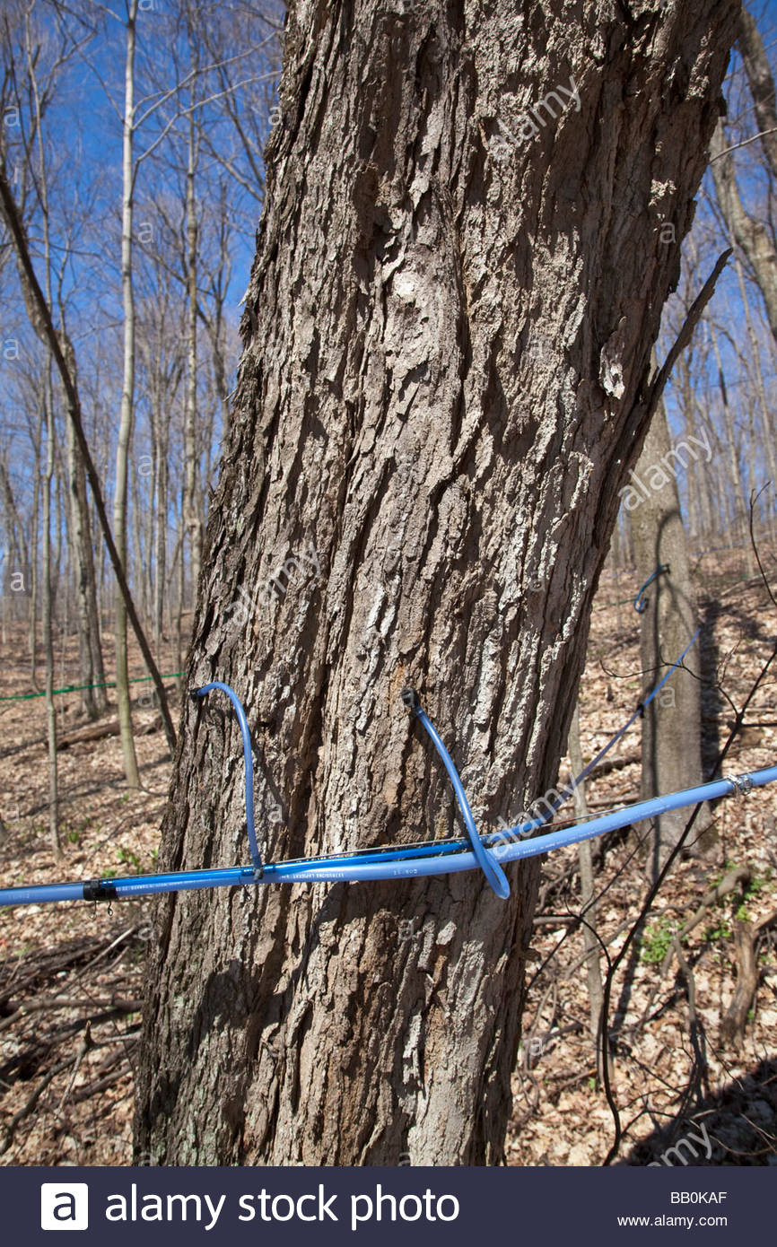 Sugar Bush Stock Photos & Sugar Bush Stock Images - Alamy