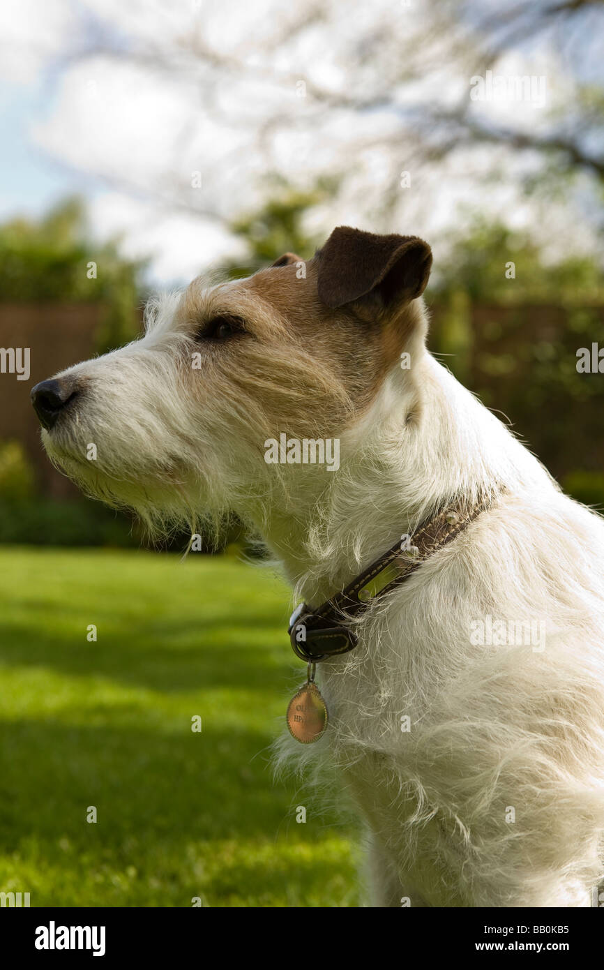 jack russell terrier dog Stock Photo - Alamy