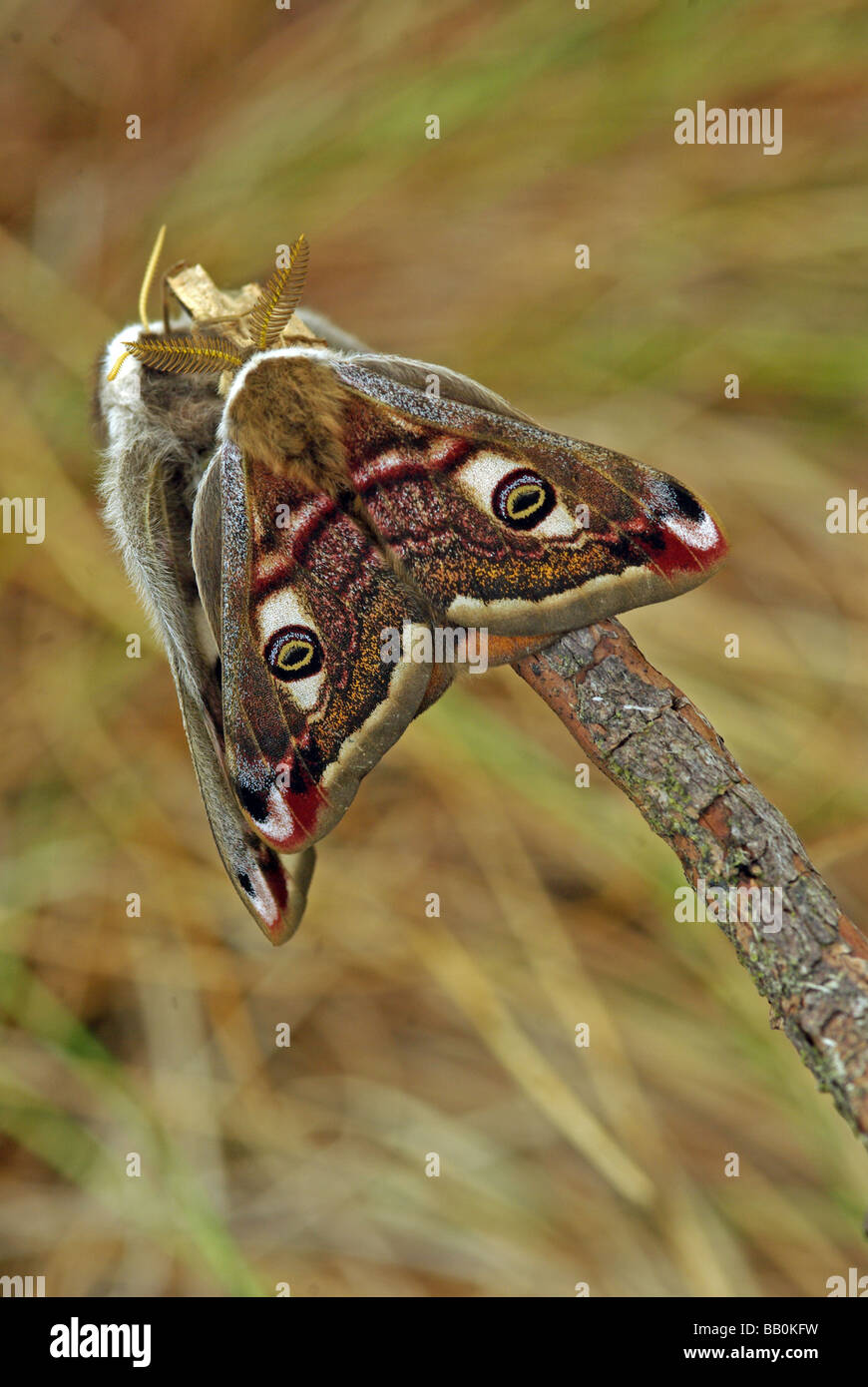 Emperor moth - Saturnia pavonia - a mating pair Stock Photo - Alamy