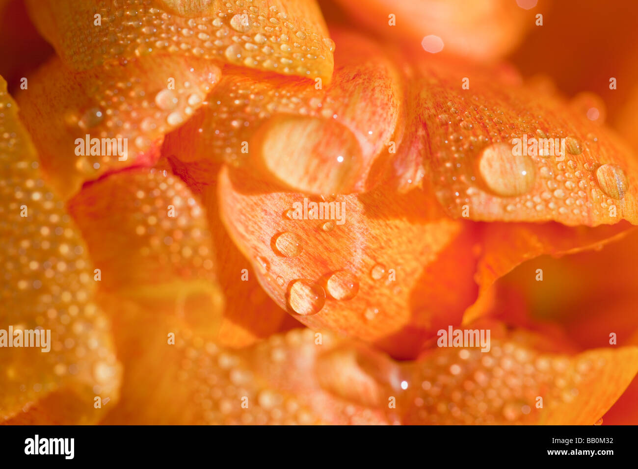 Orange tulip rain water hi-res stock photography and images - Alamy