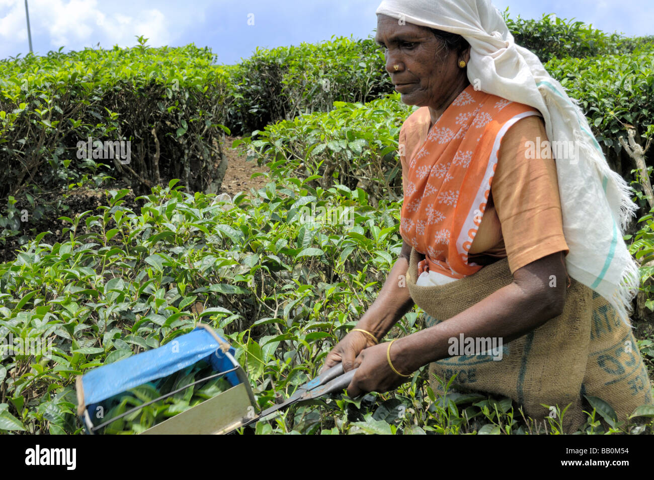 Woman picking tea Kerala India Stock Photo - Alamy