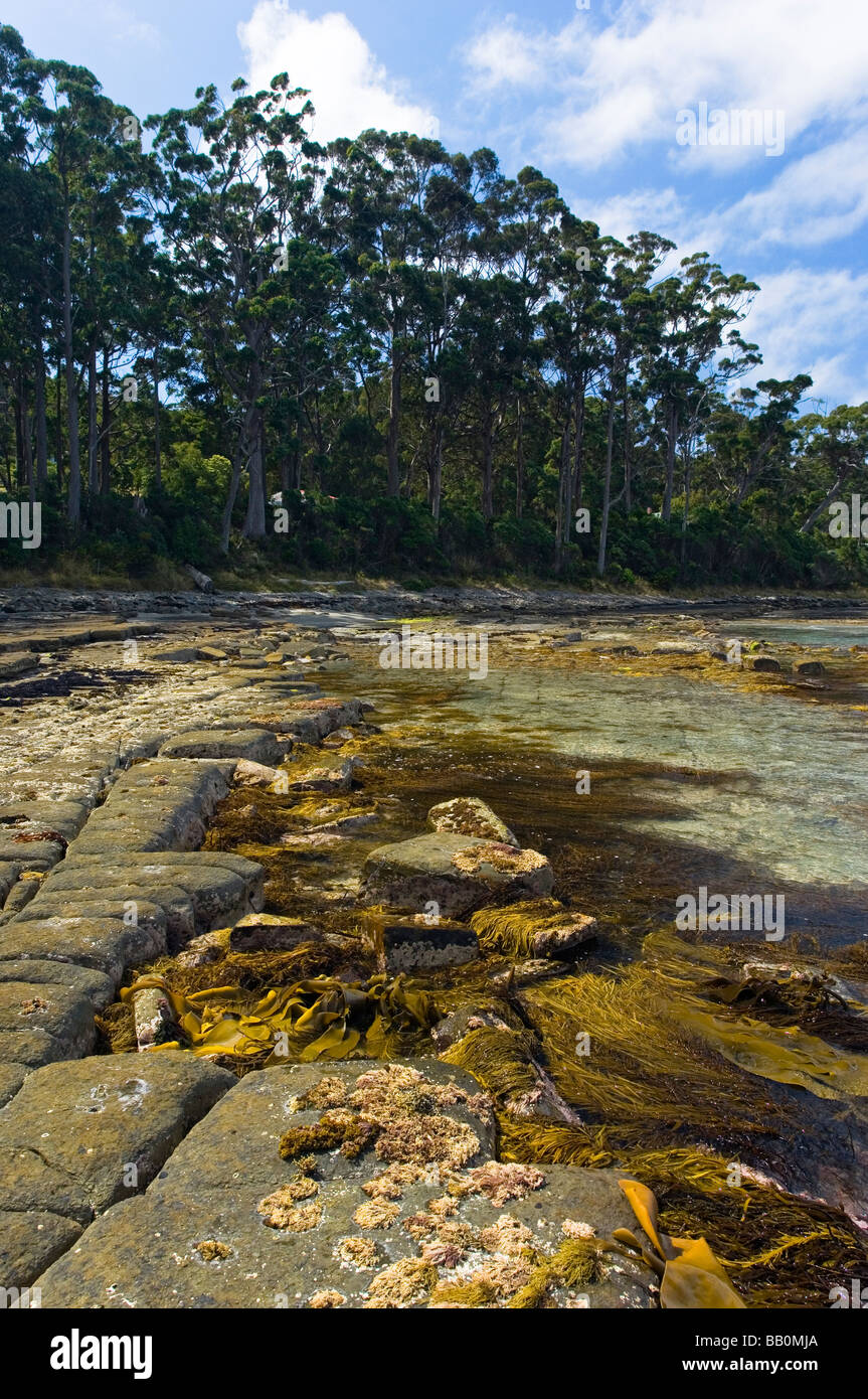 The Tessellated Pavement near Eaglehawk Neck on the Tasman Peninsula ...