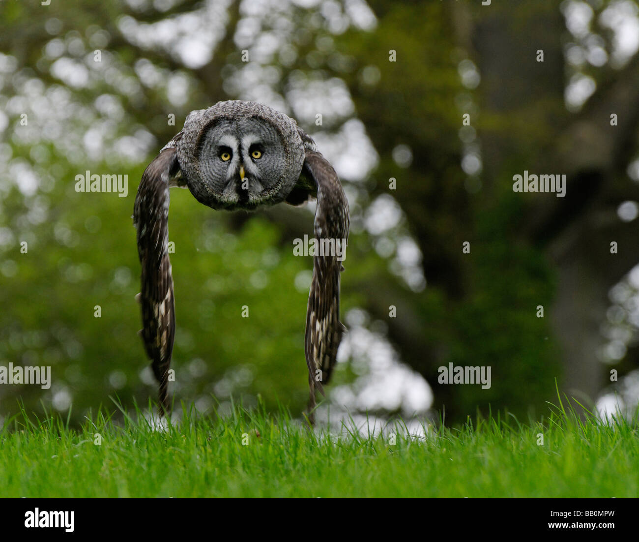 Great Grey Owl flying Stock Photo - Alamy