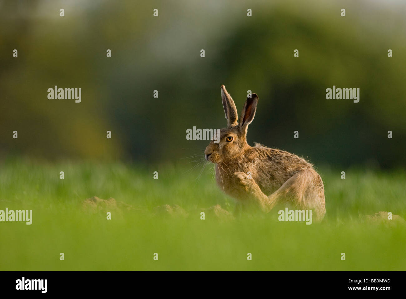 Hare Leg High Resolution Stock Photography and Images - Alamy