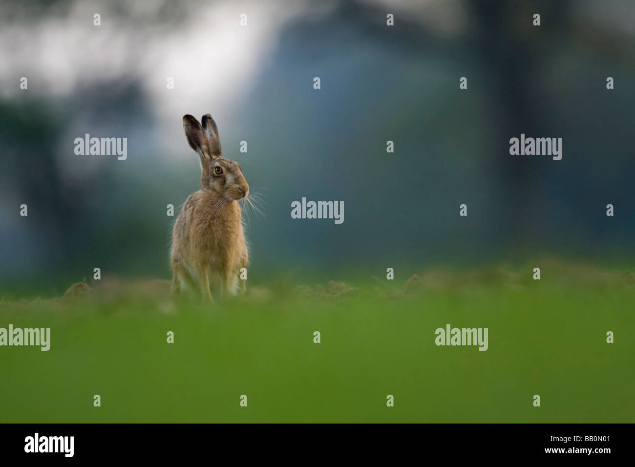 Brown hare sitting upright hi-res stock photography and images - Alamy