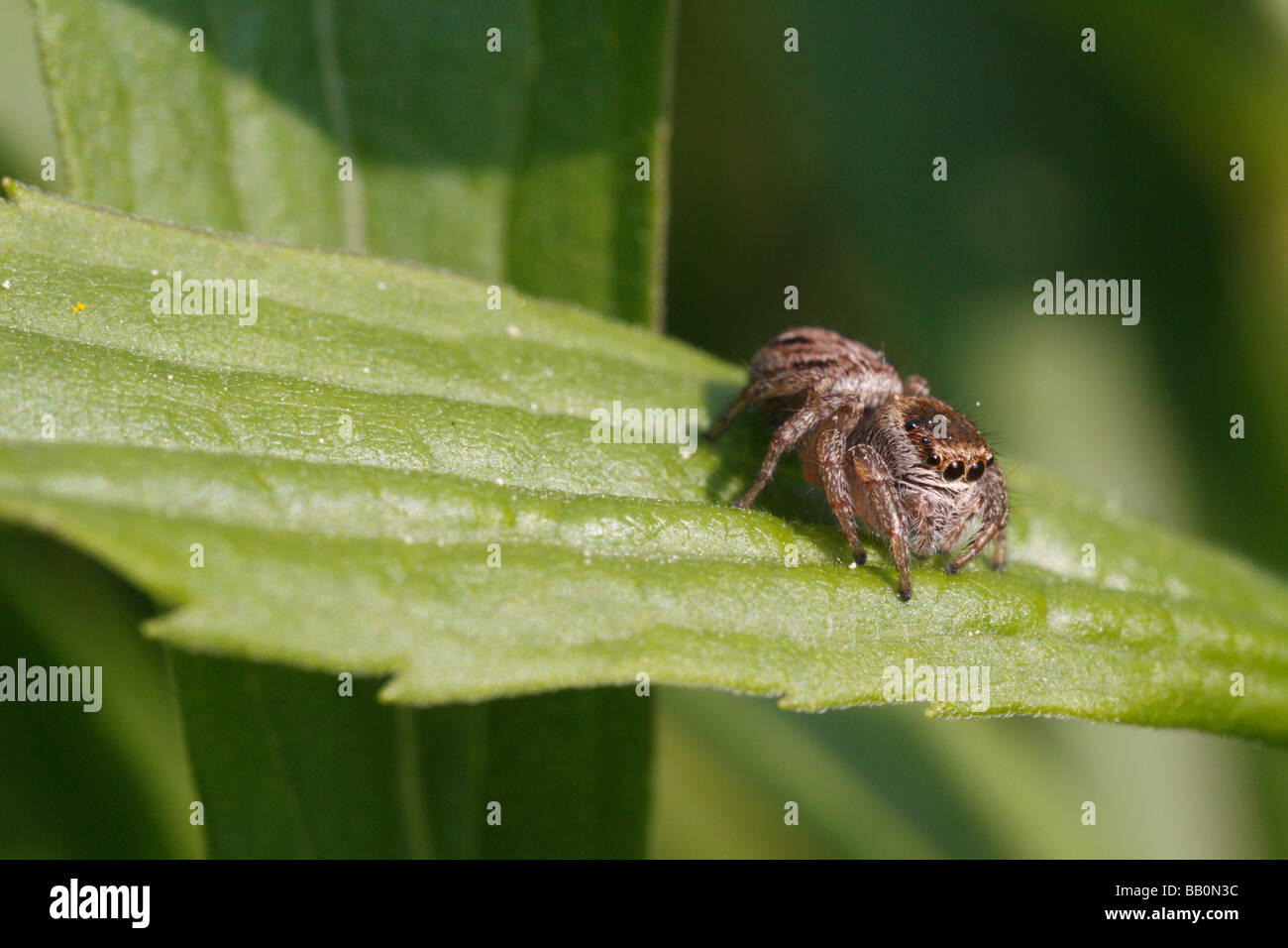 Female jumping spider (Evarcha arcuata) on goldenrod leaves Stock Photo ...