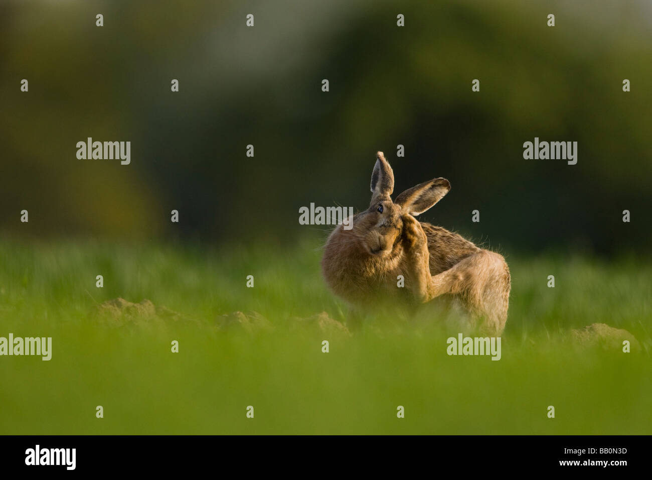 Hare Leg High Resolution Stock Photography and Images - Alamy