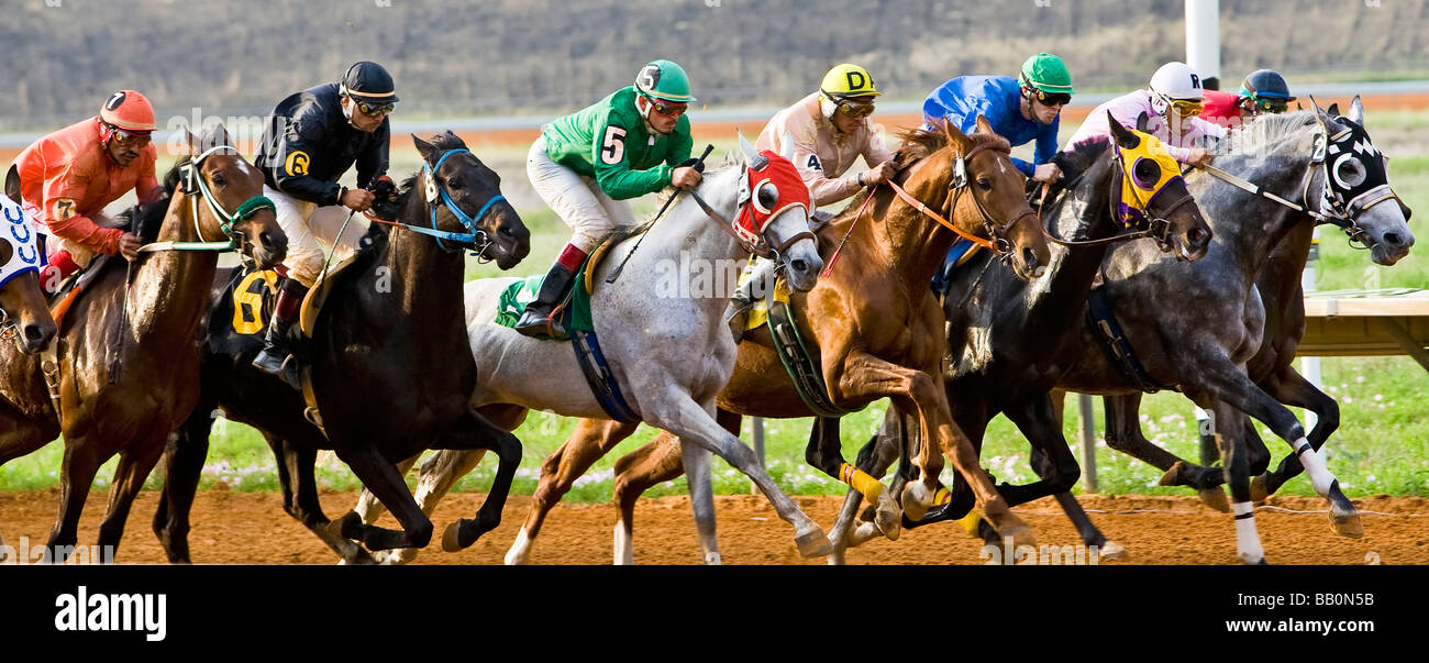 Horses racing, neck and neck Stock Photo - Alamy