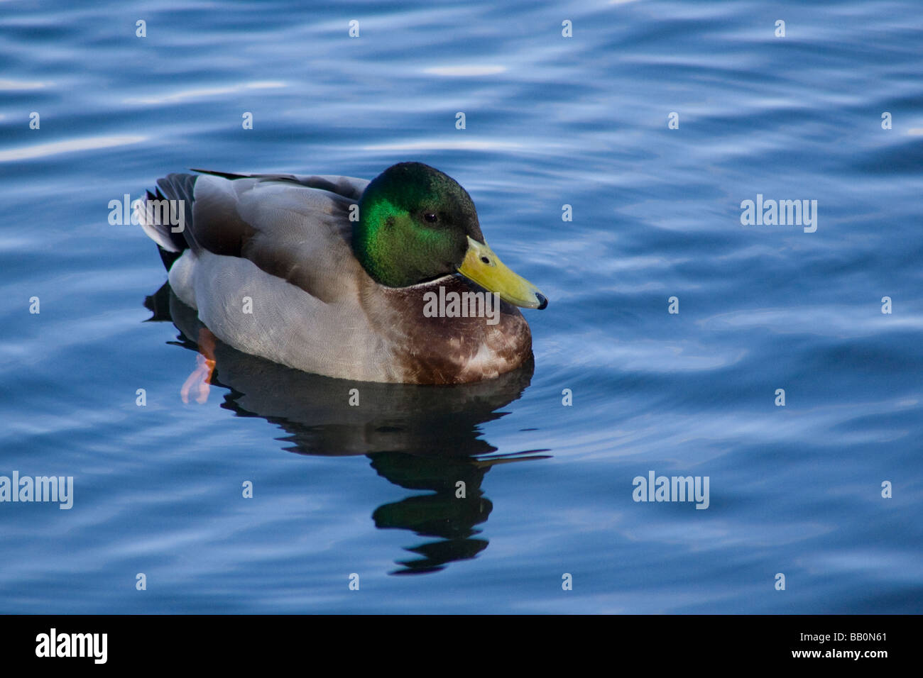 Calm_water hi-res stock photography and images - Alamy