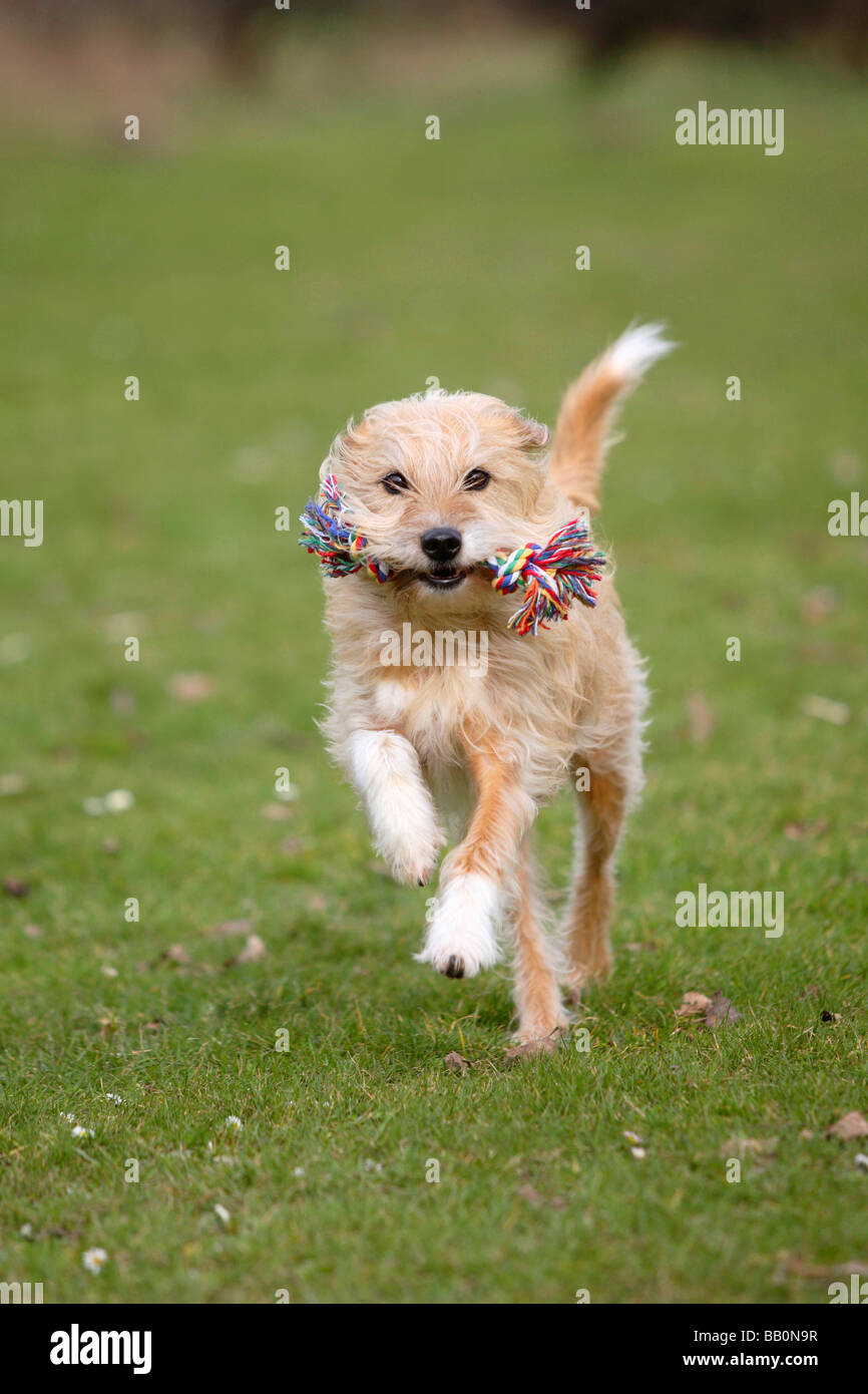 Mixed Breed Dog toy Stock Photo - Alamy