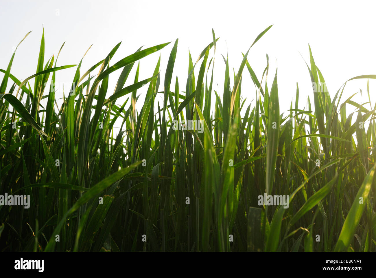 Green spring field - Blades of Grass Stock Photo - Alamy