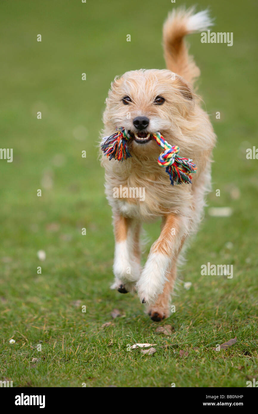 Dog and toy hi-res stock photography and images - Alamy