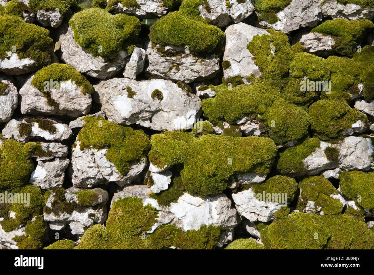 Moss Rock Spores High Resolution Stock Photography and Images - Alamy