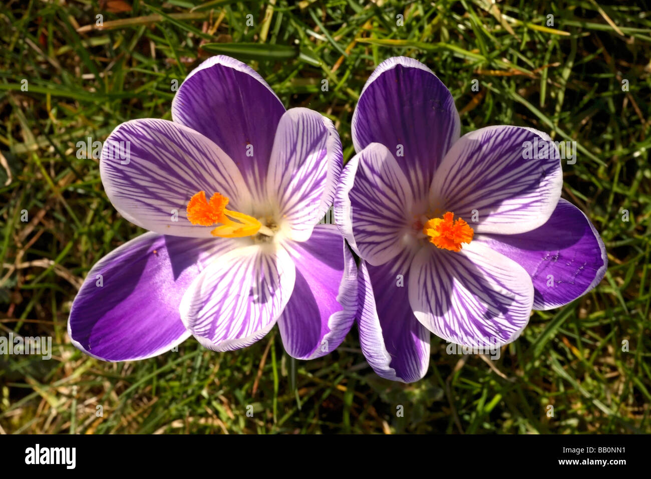 Wildflowers Crocus vernus Stock Photo - Alamy