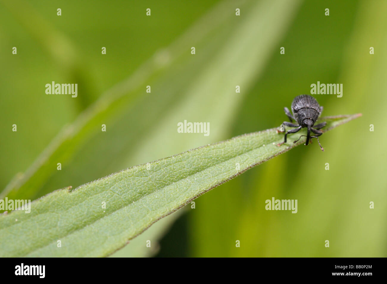 Magdalis ruficornis, a snout beetle or weevil Stock Photo - Alamy
