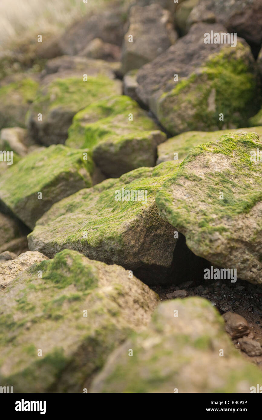 rocks with moss Stock Photo - Alamy