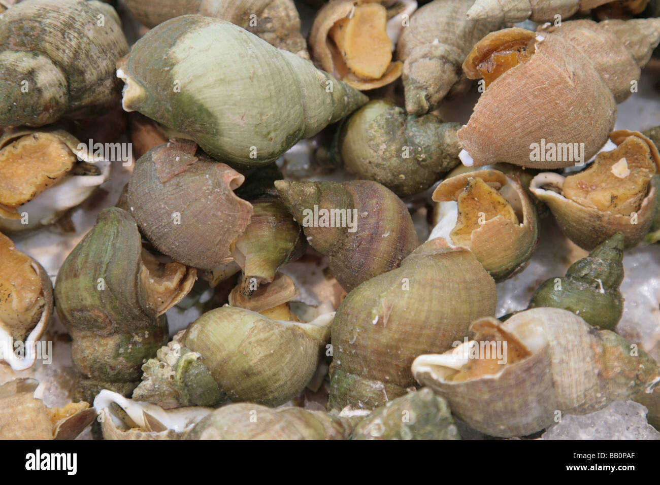 A pile of Whelks Stock Photo - Alamy