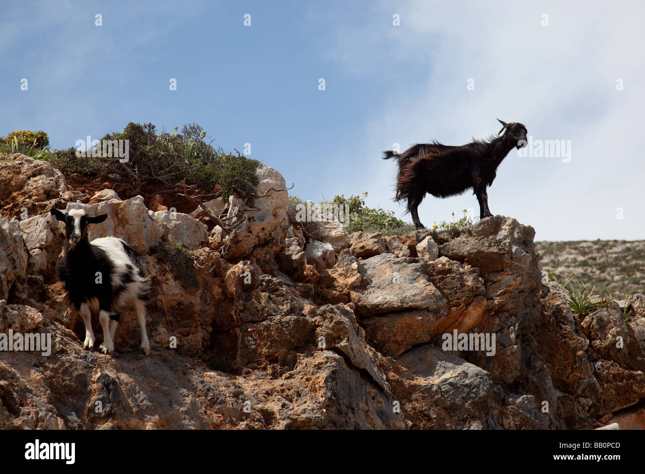 Greek mountain goat hi-res stock photography and images - Alamy