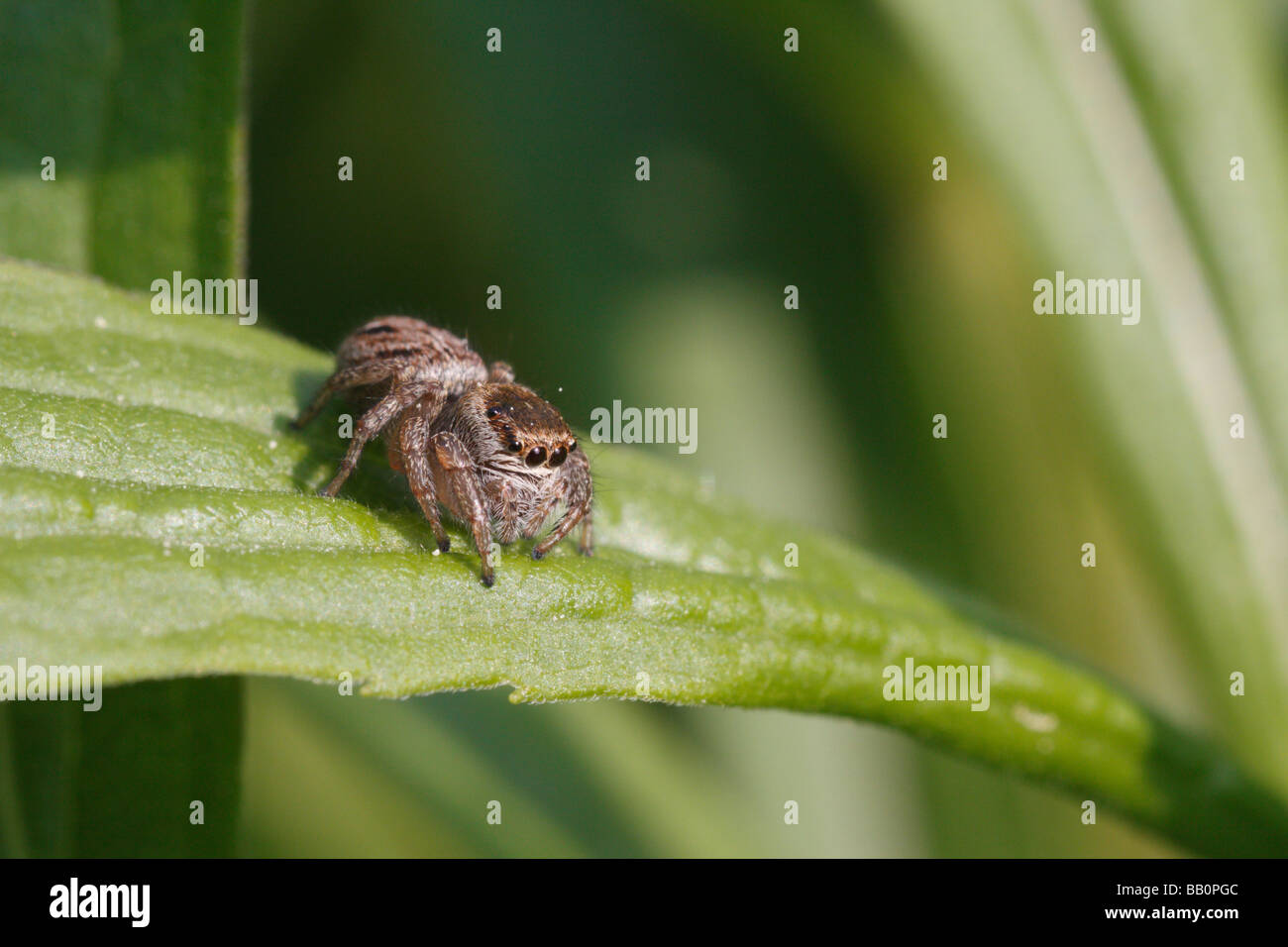 Female jumping spider (Evarcha arcuata) on goldenrod leaves Stock Photo ...
