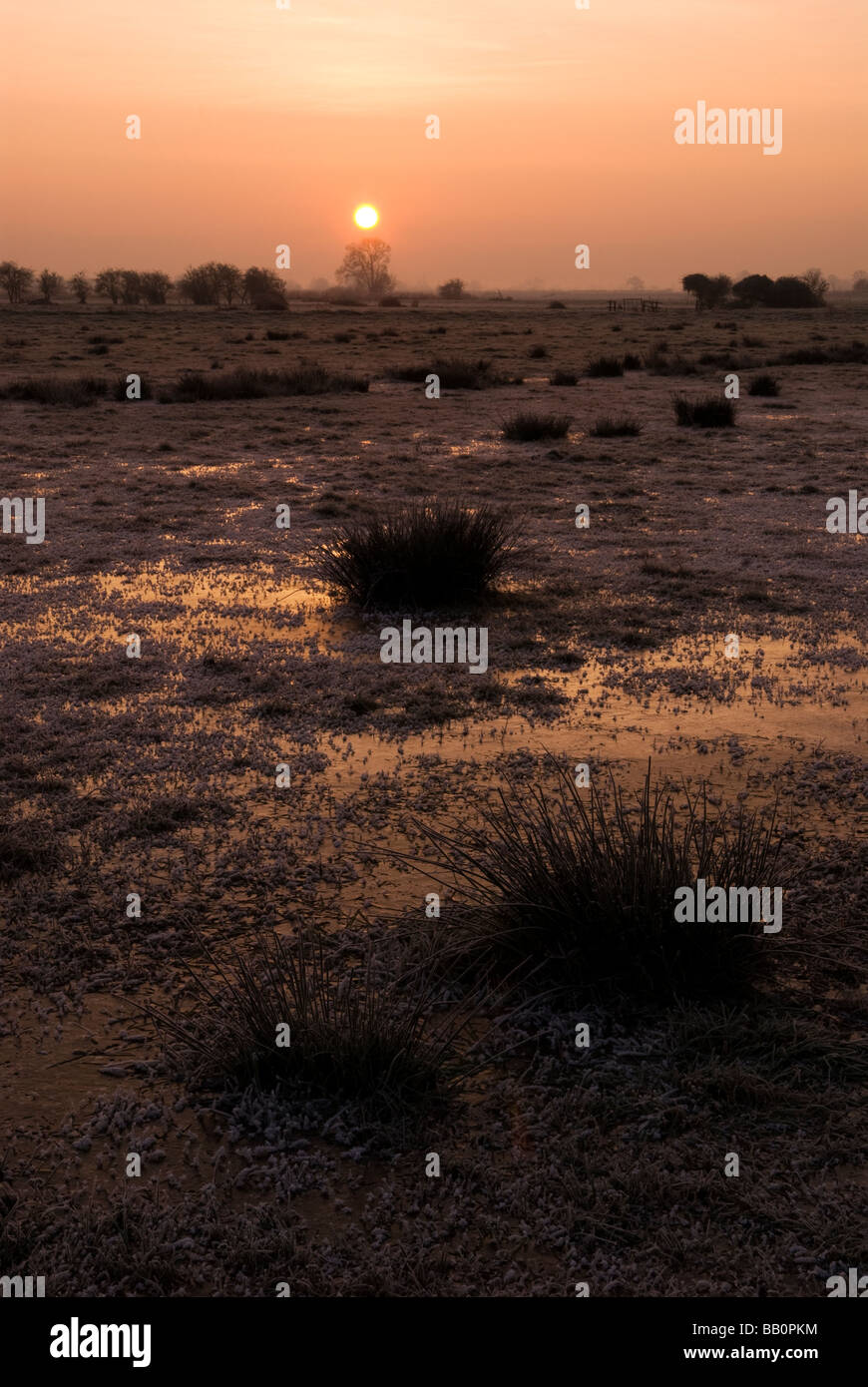 Frozen boggy ground on the Somerset levels before a winter sunrise ...