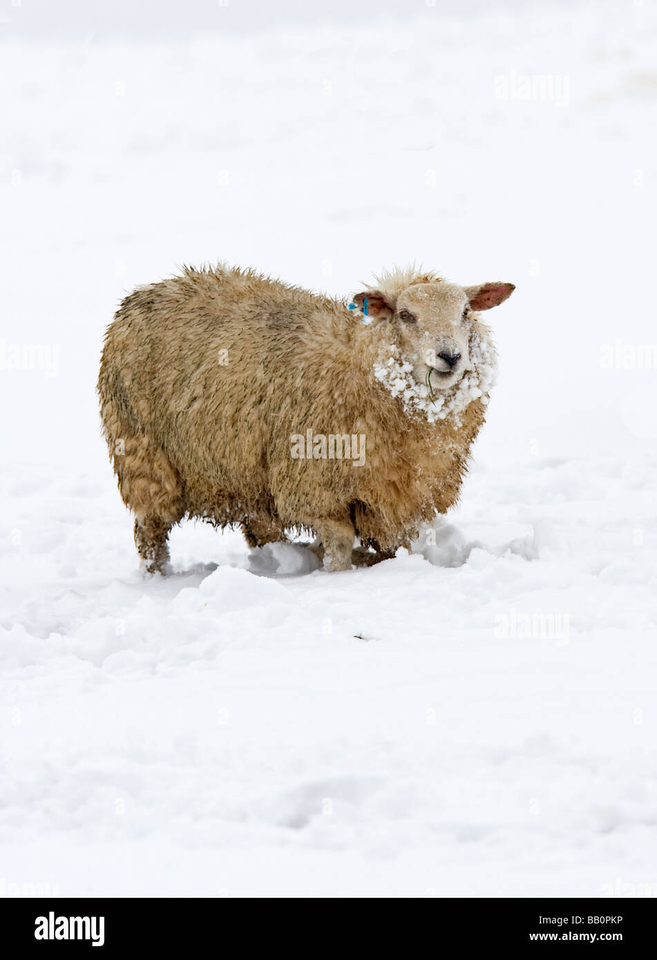 Sheep in Winter Snow Stock Photo - Alamy