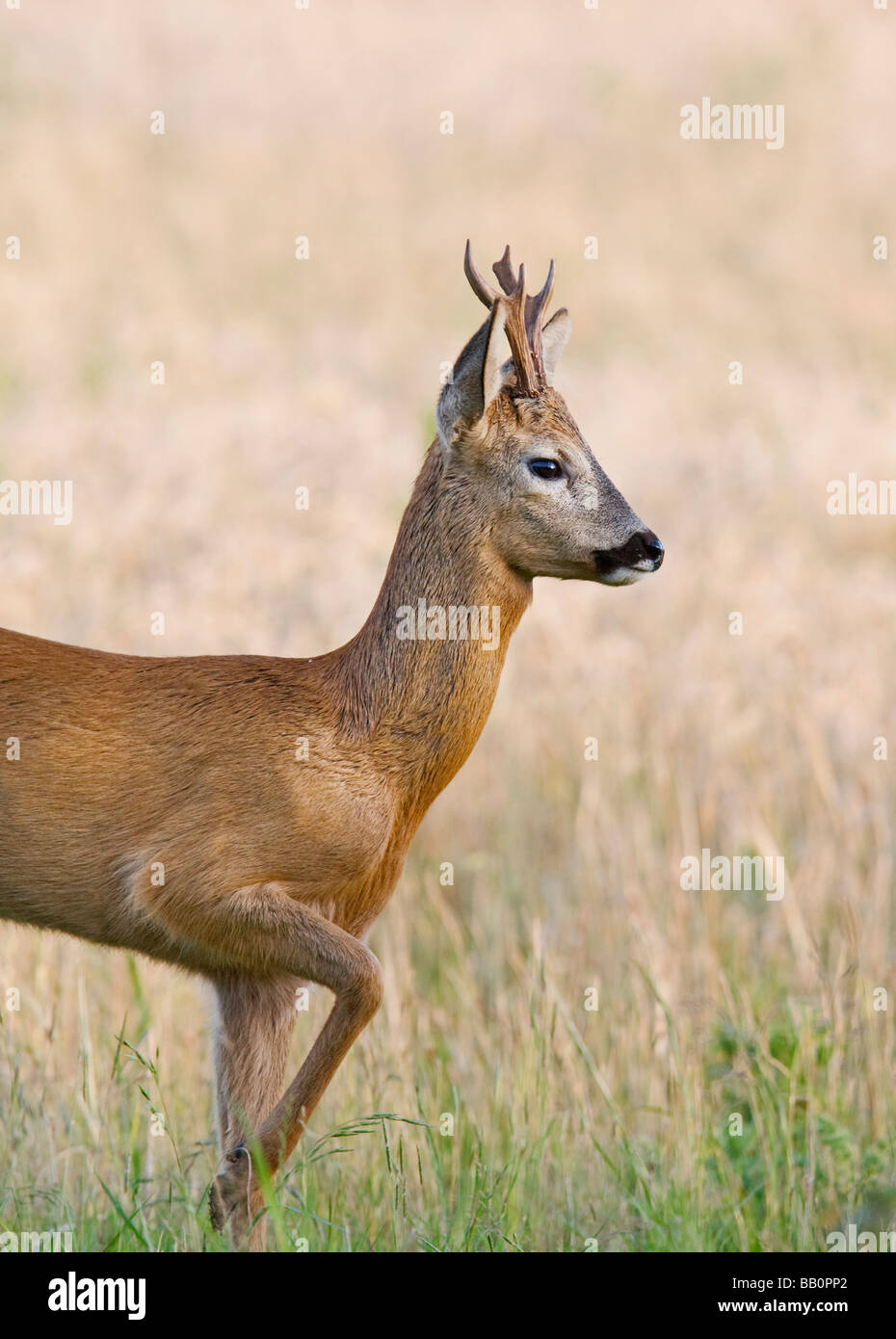 Roe Deer Buck Stock Photo - Alamy