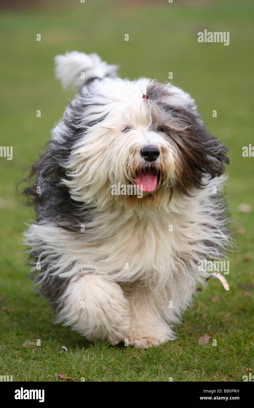 Old english sheepdog hi-res stock photography and images - Alamy
