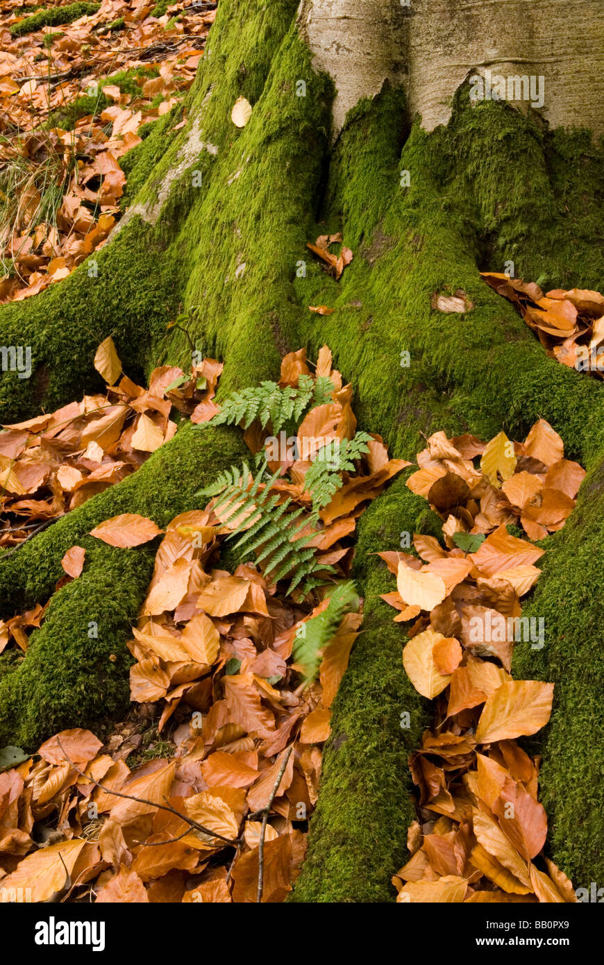 Spraggonphotography hi-res stock photography and images - Alamy