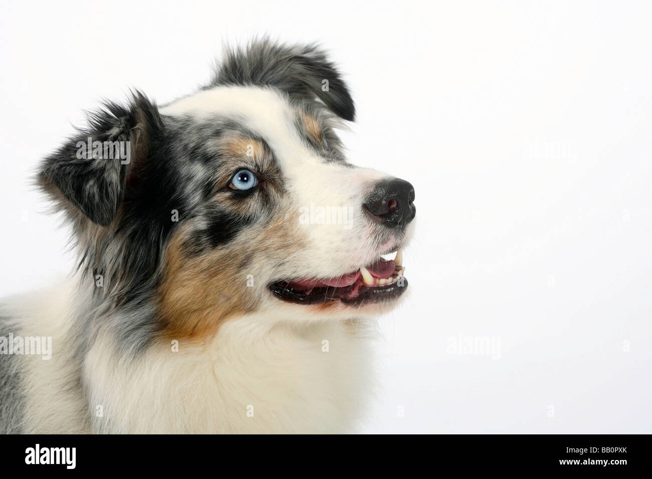 Australian Shepherd 6 years old blue merle Stock Photo - Alamy