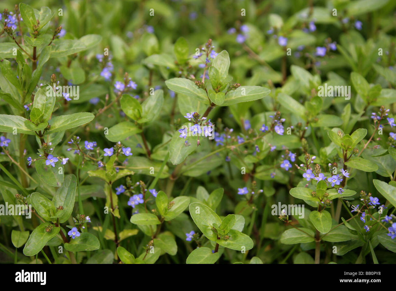 Brooklime, Veronica beccabunga, Plantaginaceae (Scrophulariaceae Stock ...