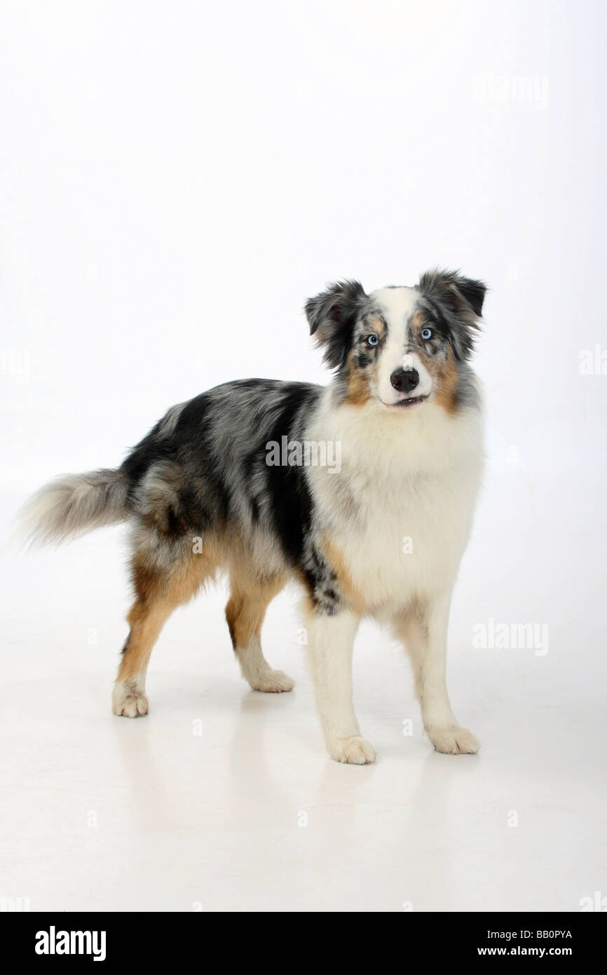 Australian Shepherd 6 years old blue merle Stock Photo - Alamy