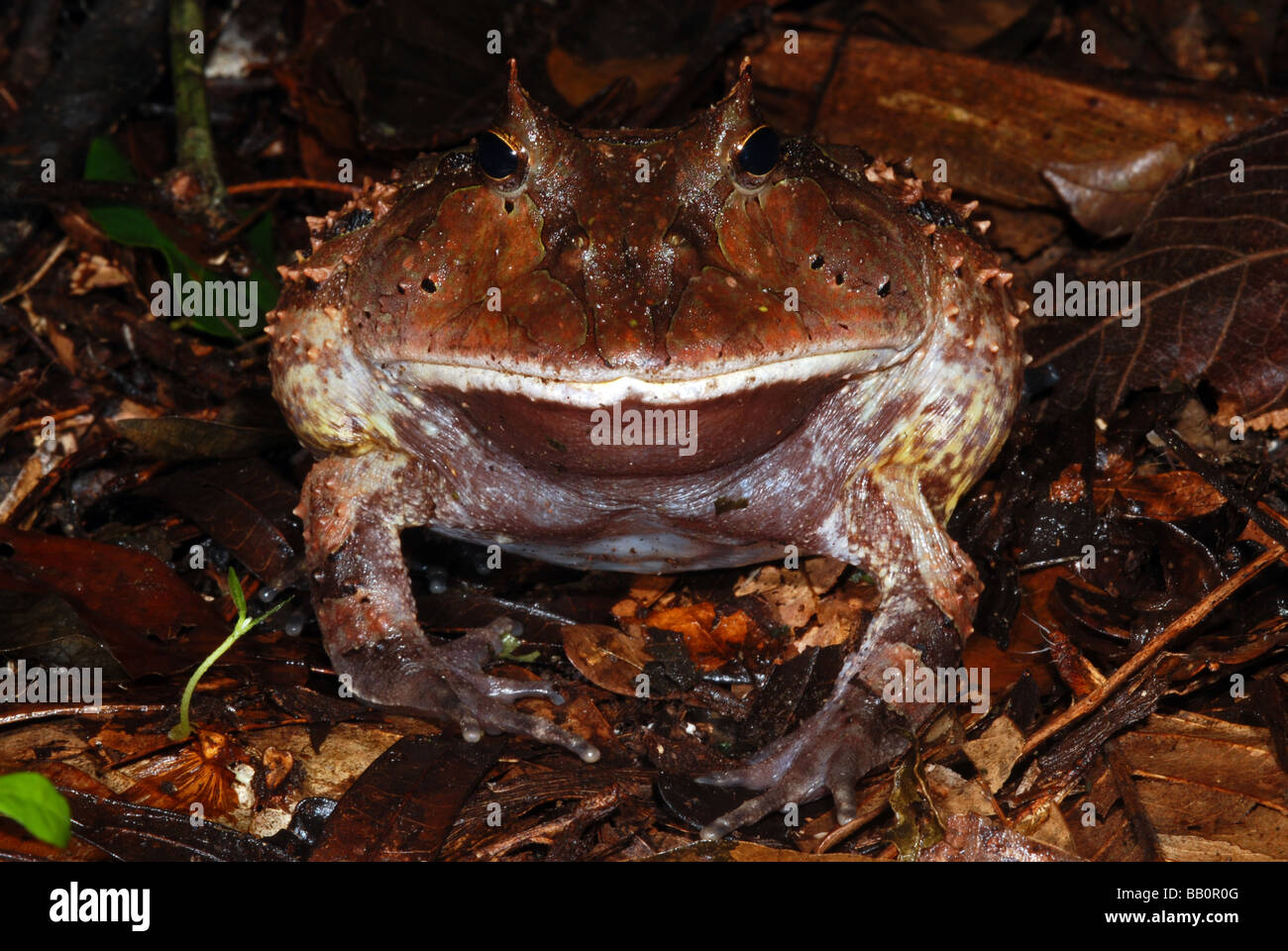 Horned frog (Ceratophrys cornuta), Madre de Dios, Peru Stock Photo - Alamy