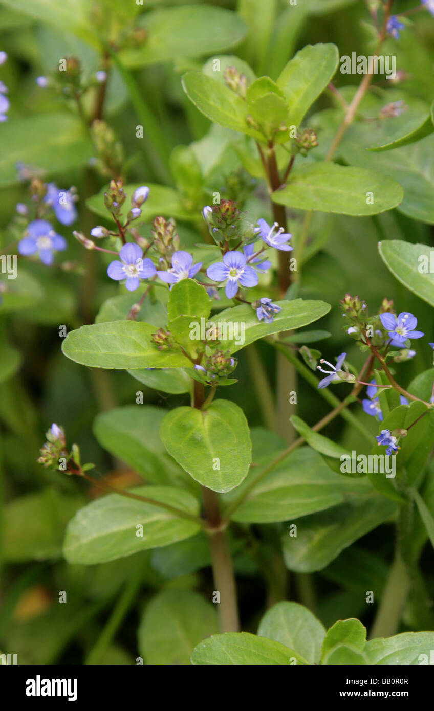 Brooklime, Veronica beccabunga, Plantaginaceae (Scrophulariaceae Stock ...