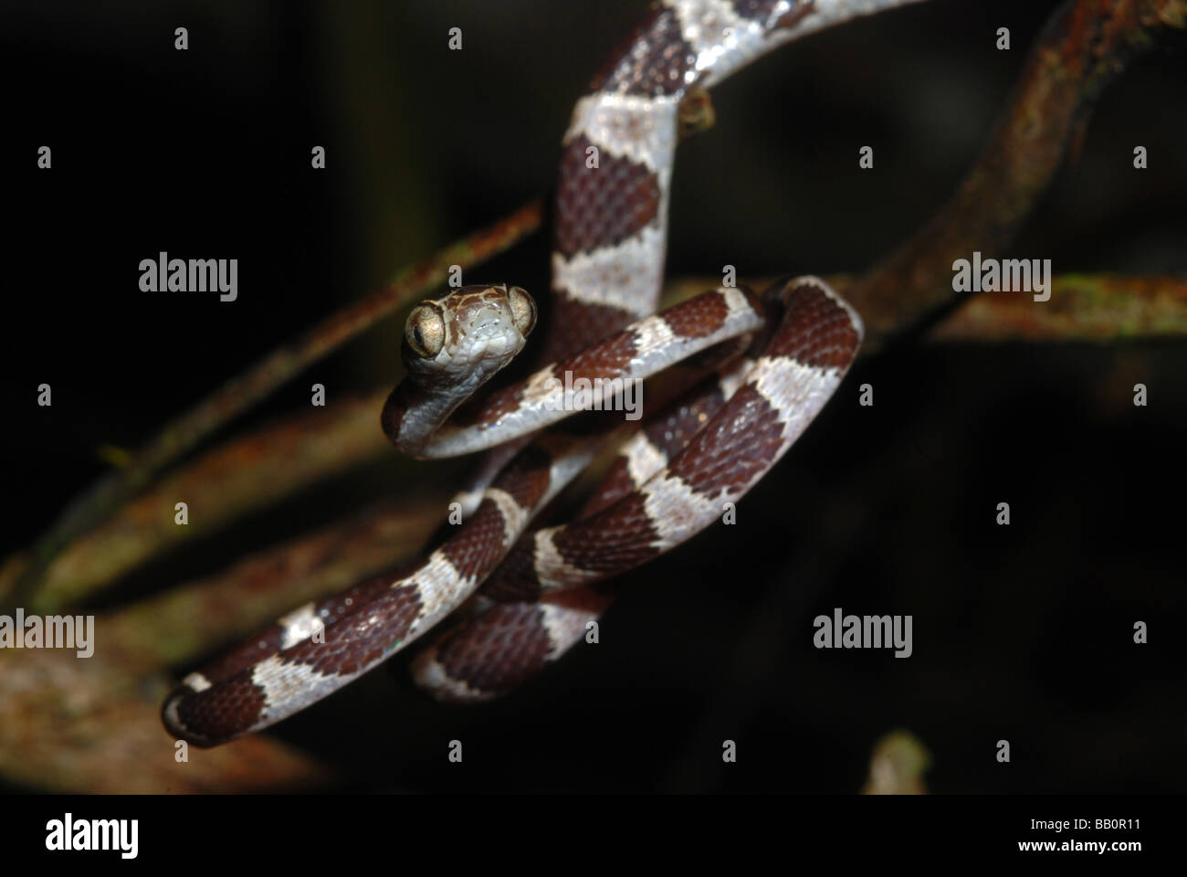 Common blunt head hi-res stock photography and images - Alamy