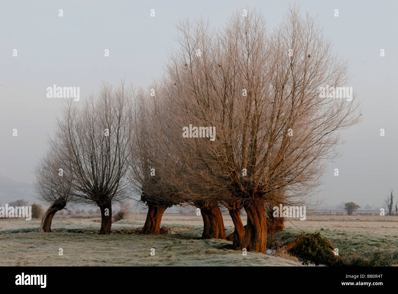 A group of Withy trees on the Somerset levels lit by a winter sunrise ...