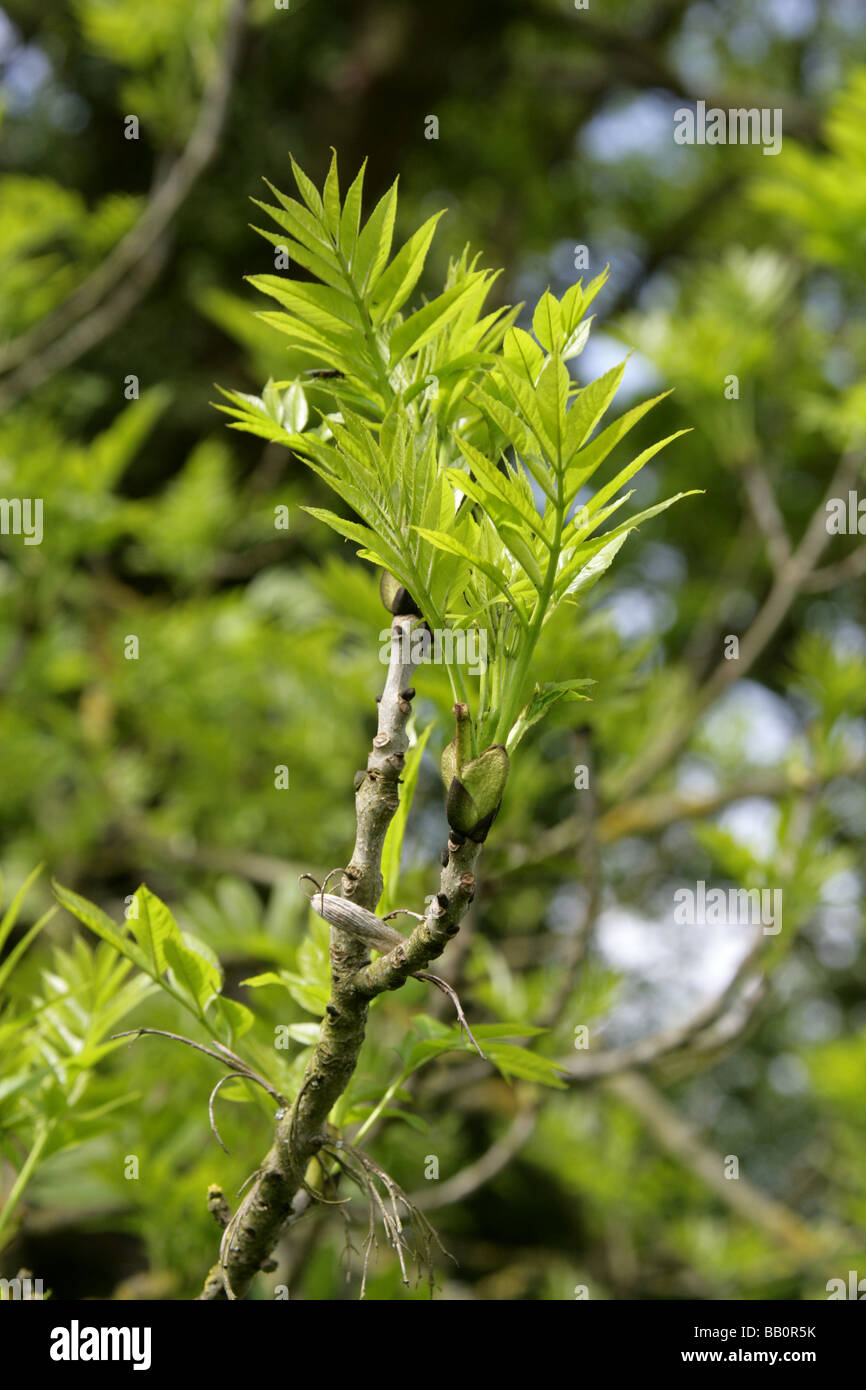 Young Shoots of the European Ash or Common Ash, Fraxinus excelsior ...