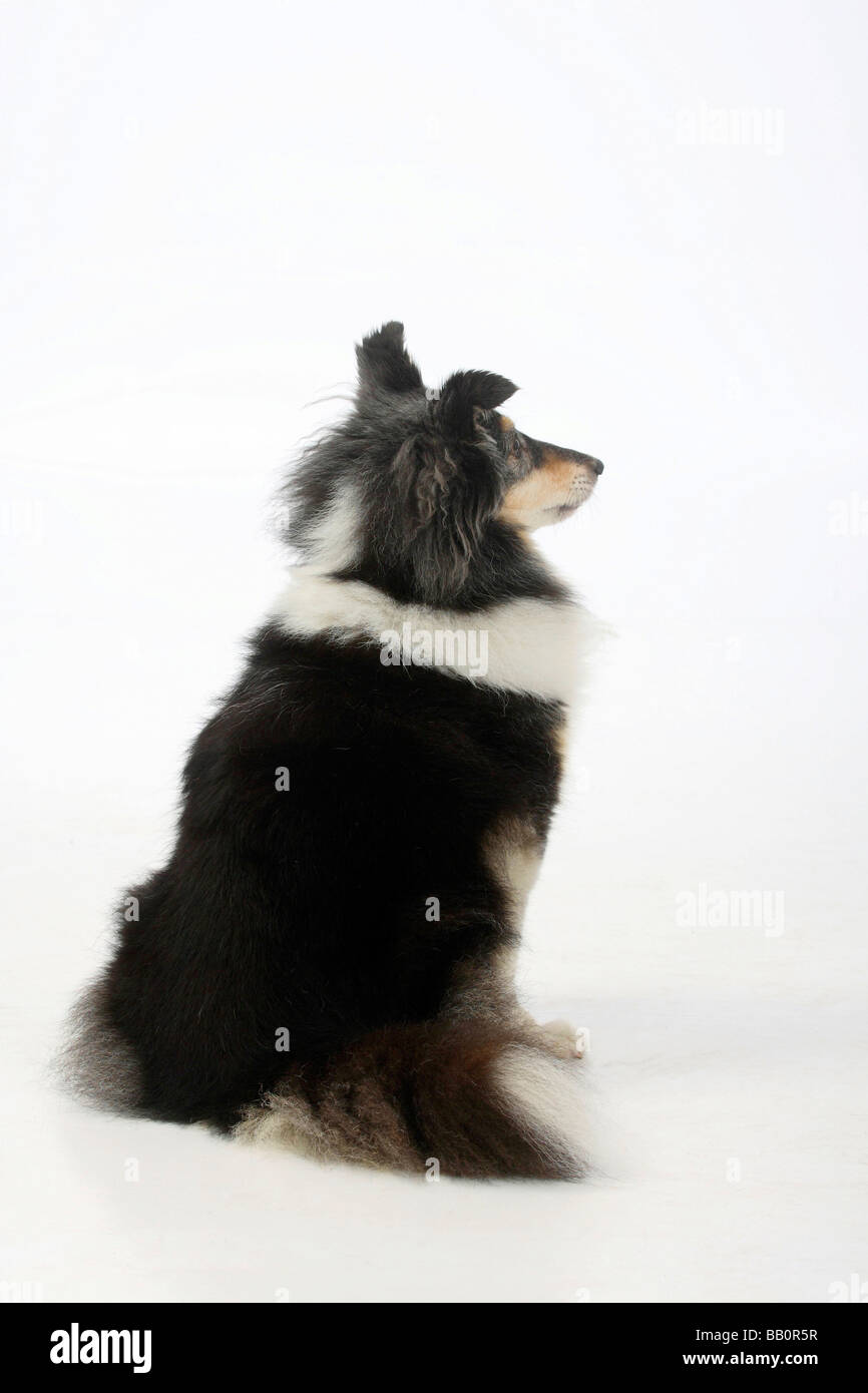 Sheltie years old shetland sheepdog hi-res stock photography and images ...