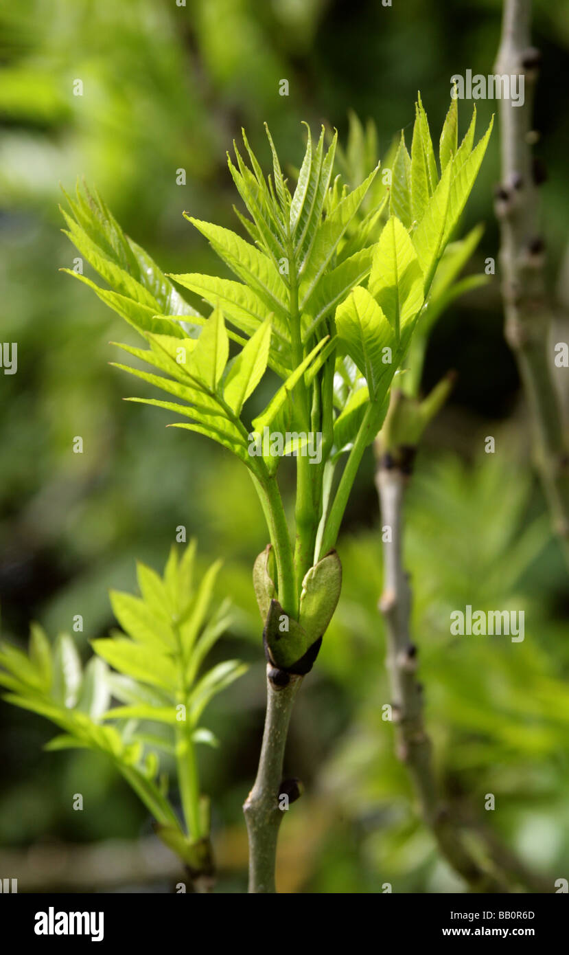 Ash trees uk may hi-res stock photography and images - Alamy