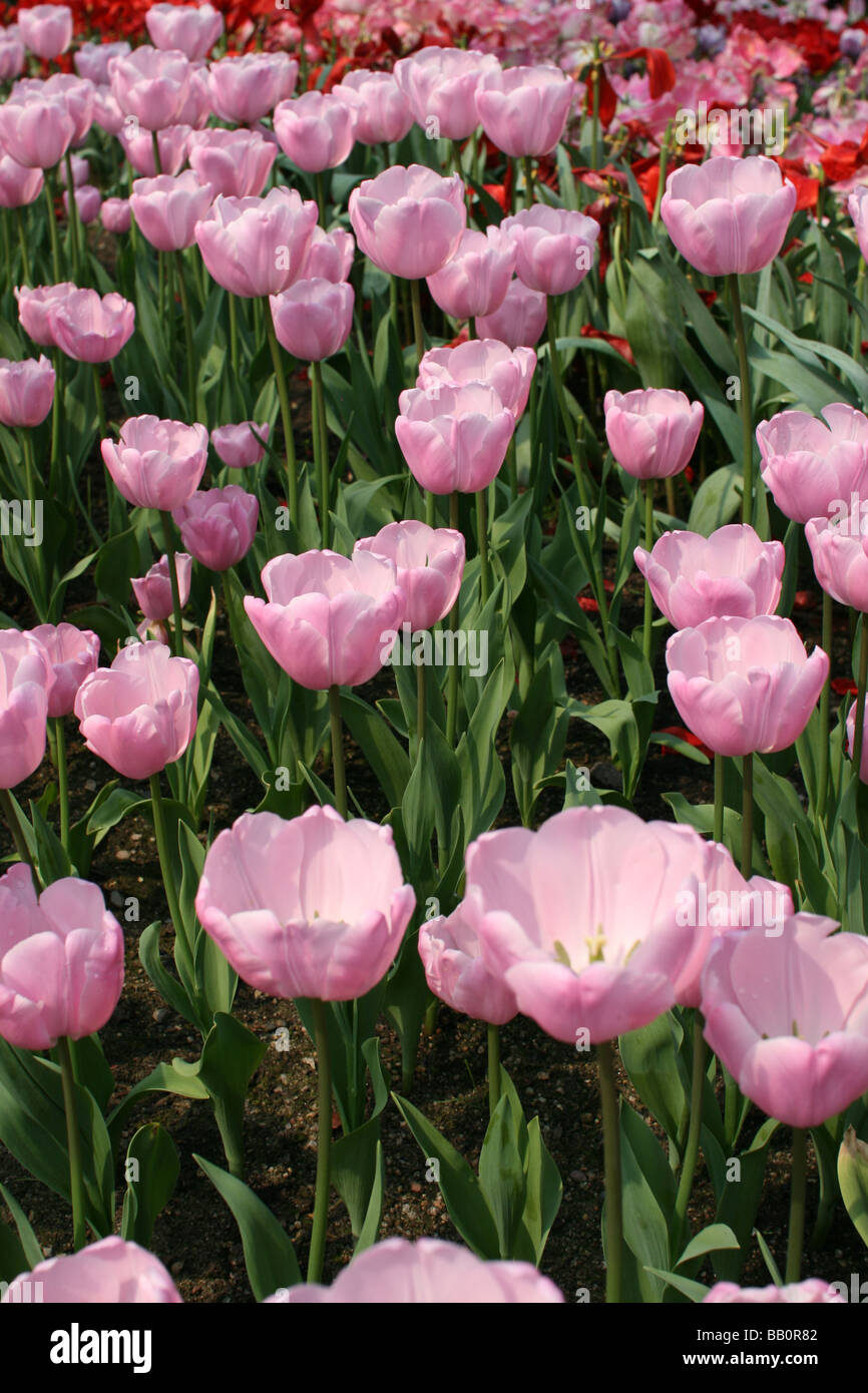 Tulip pink diamond hi-res stock photography and images - Alamy