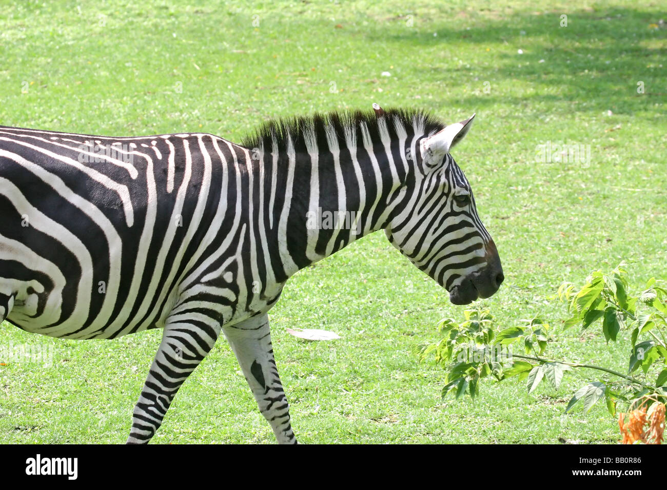 A zebra walking towards the right of the view Stock Photo - Alamy