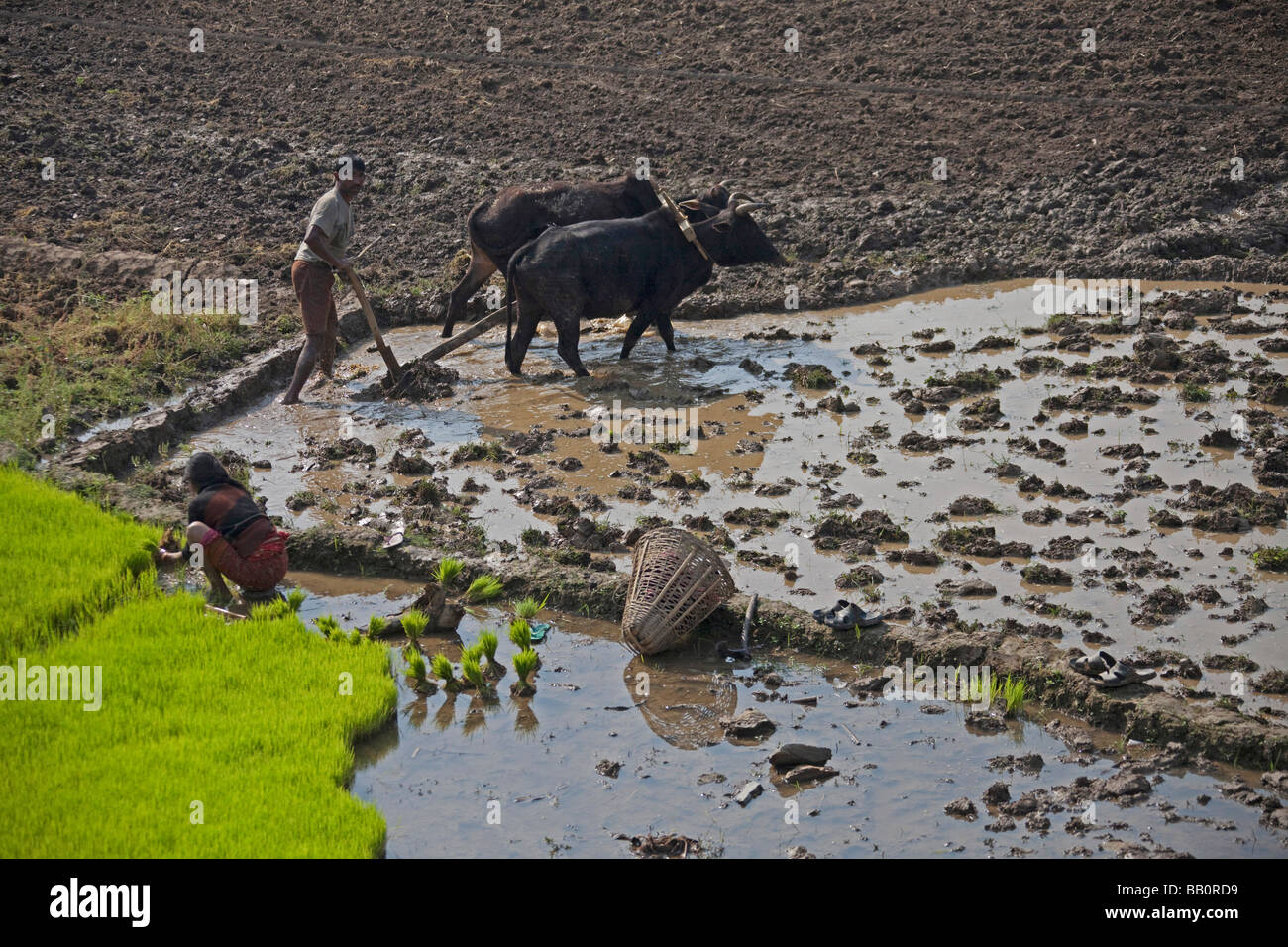 Male Nepalese farmer ploughing muddy rice field with oxen. cows ...