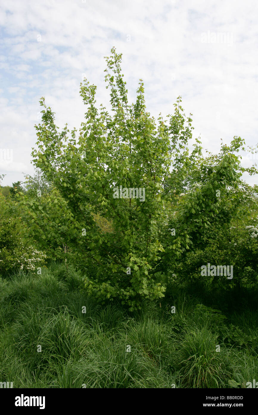 Field Maple, Acer campestre, Aceraceae Stock Photo - Alamy