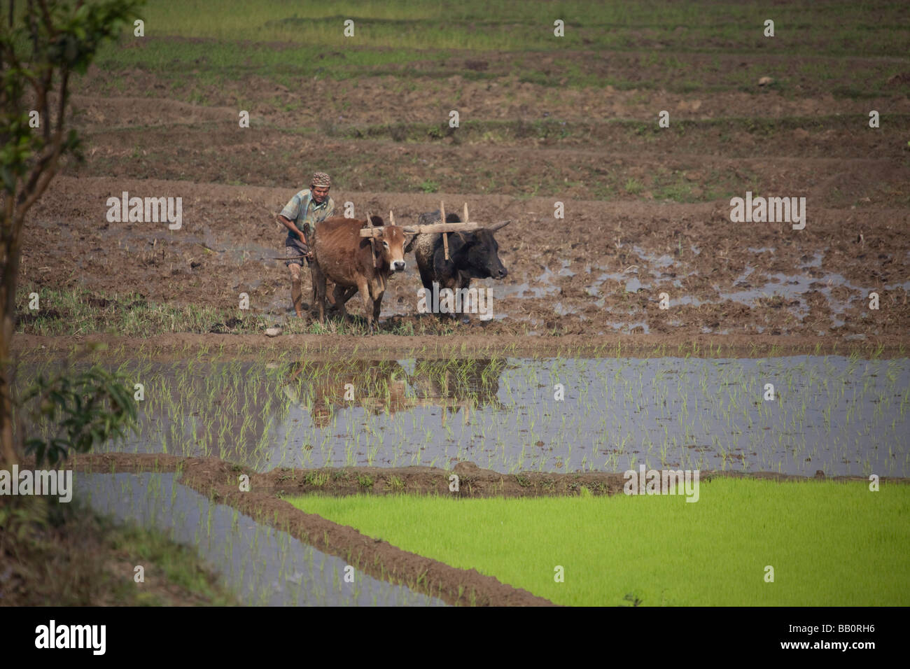 Male Nepalese farmer ploughing muddy rice field with oxen. cows ...