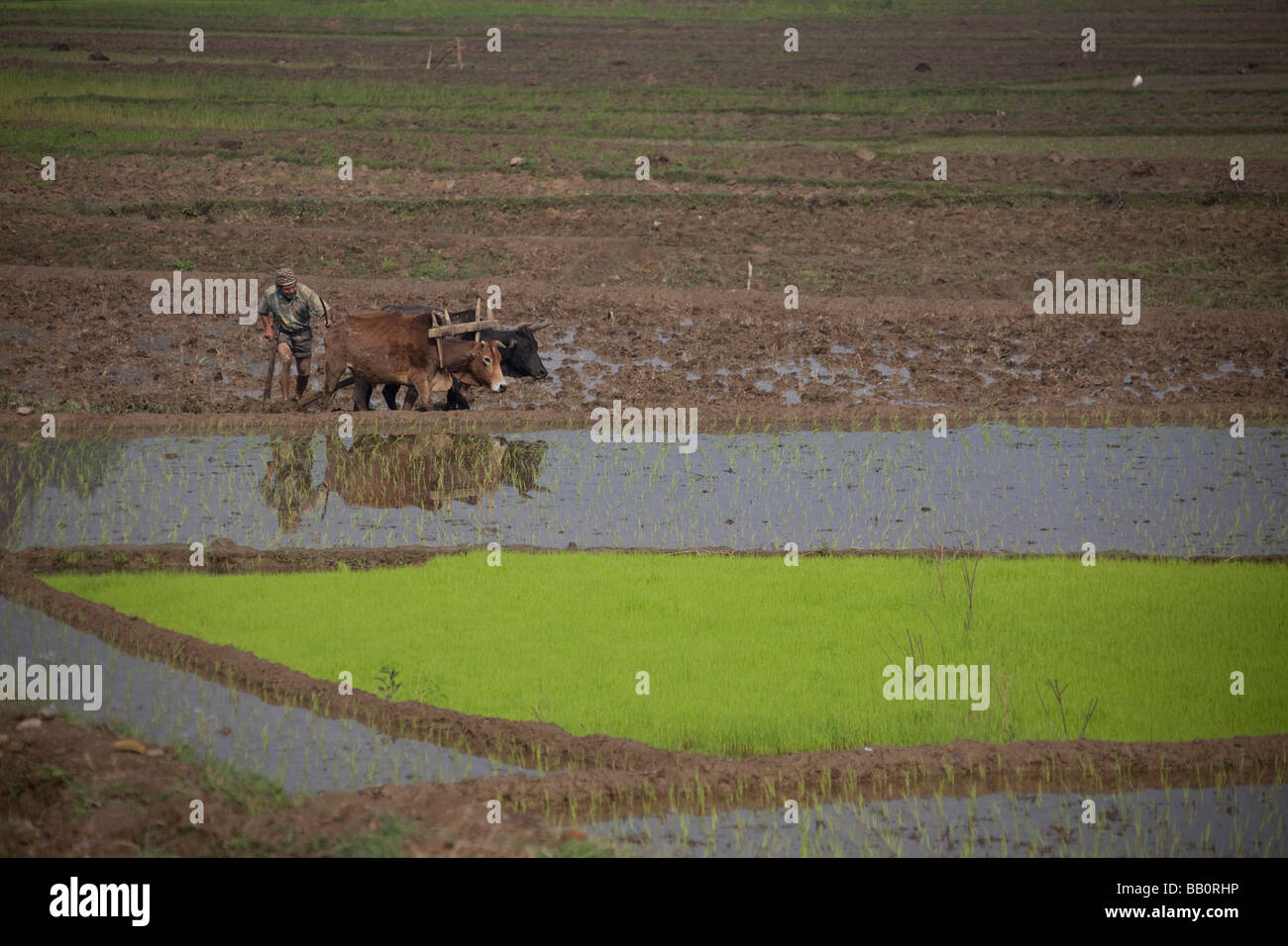 Ploughing rice field nepal hi-res stock photography and images - Alamy